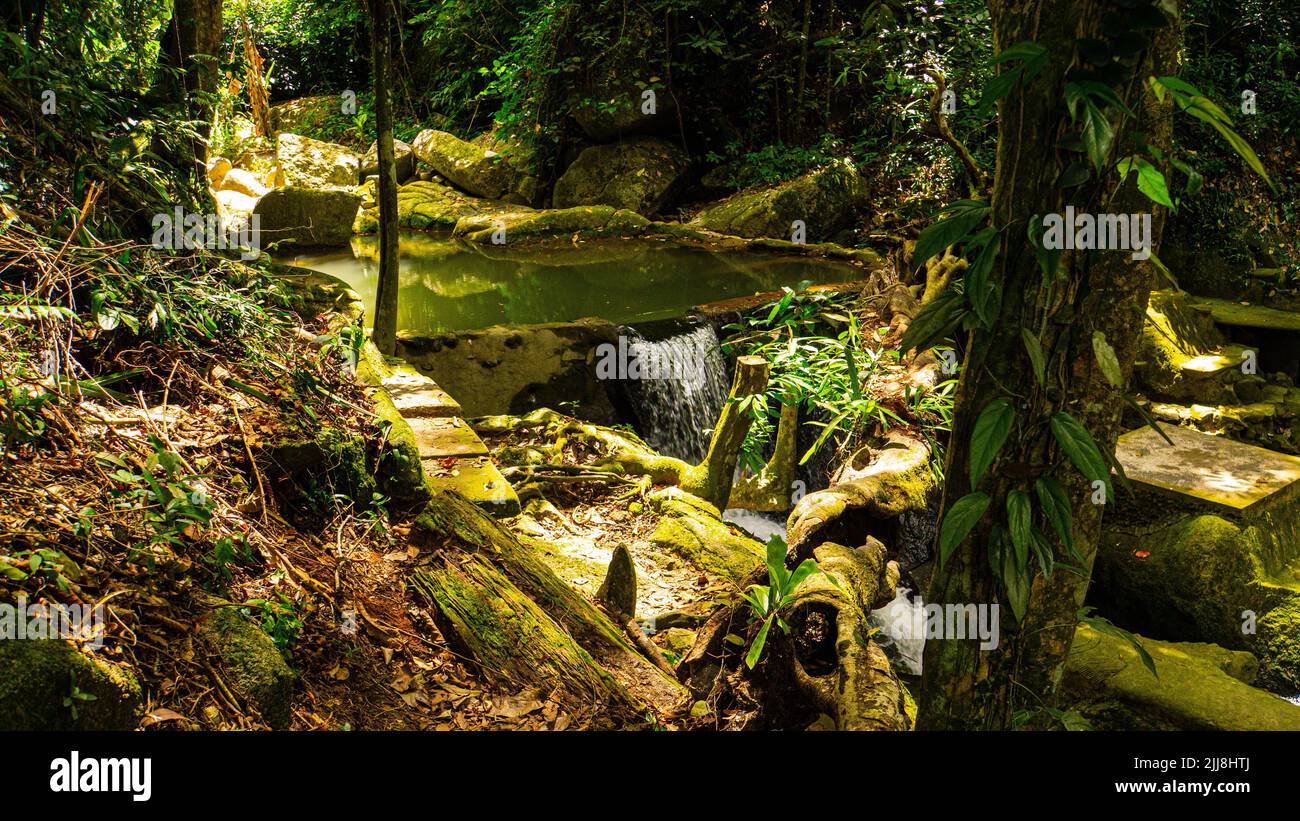 A beautiful shot of the inside of a jungle Stock Photo - Alamy
