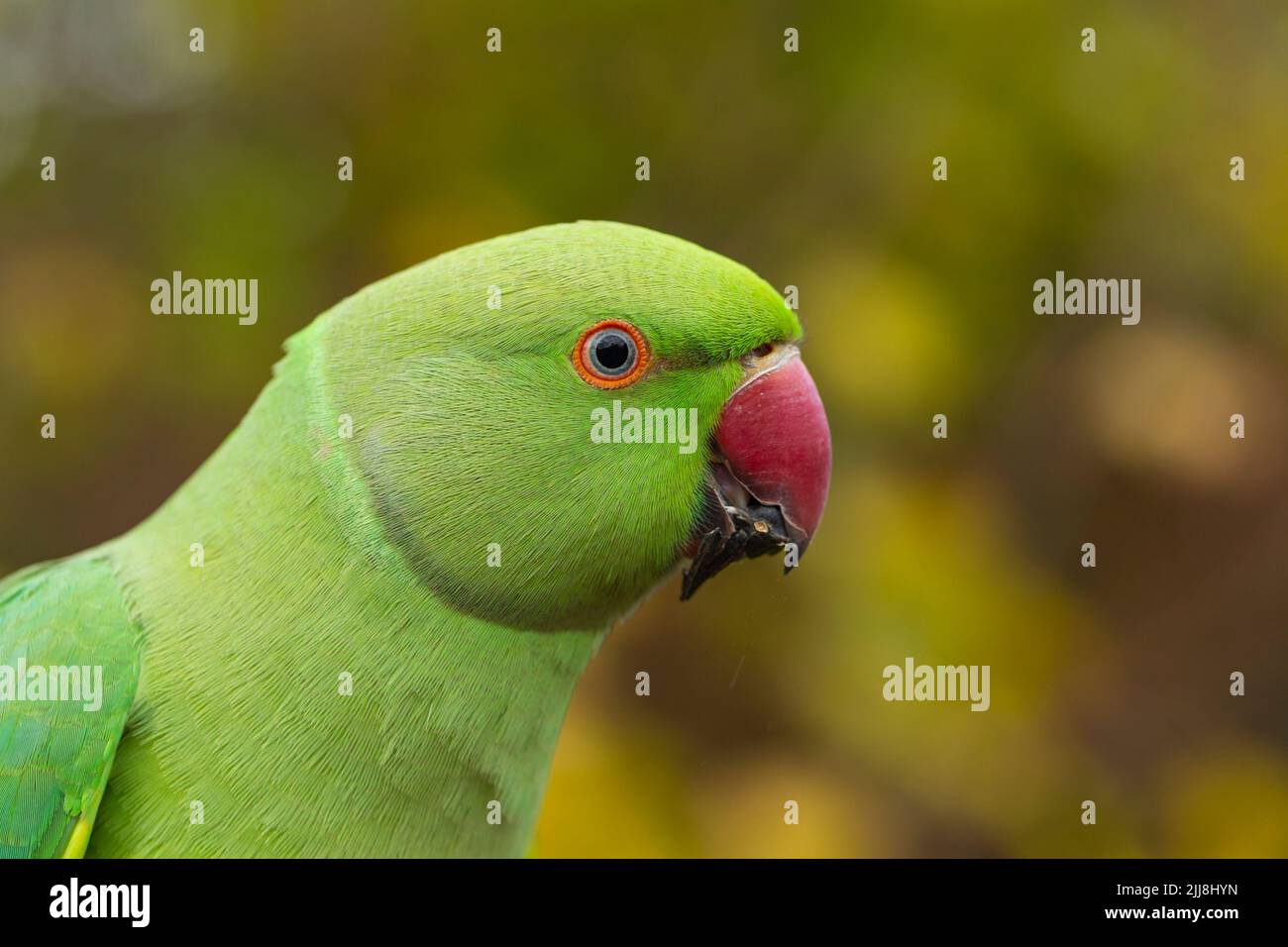 Rose-ringed parakeet Psittacula krameri, adult female, head close-up ...