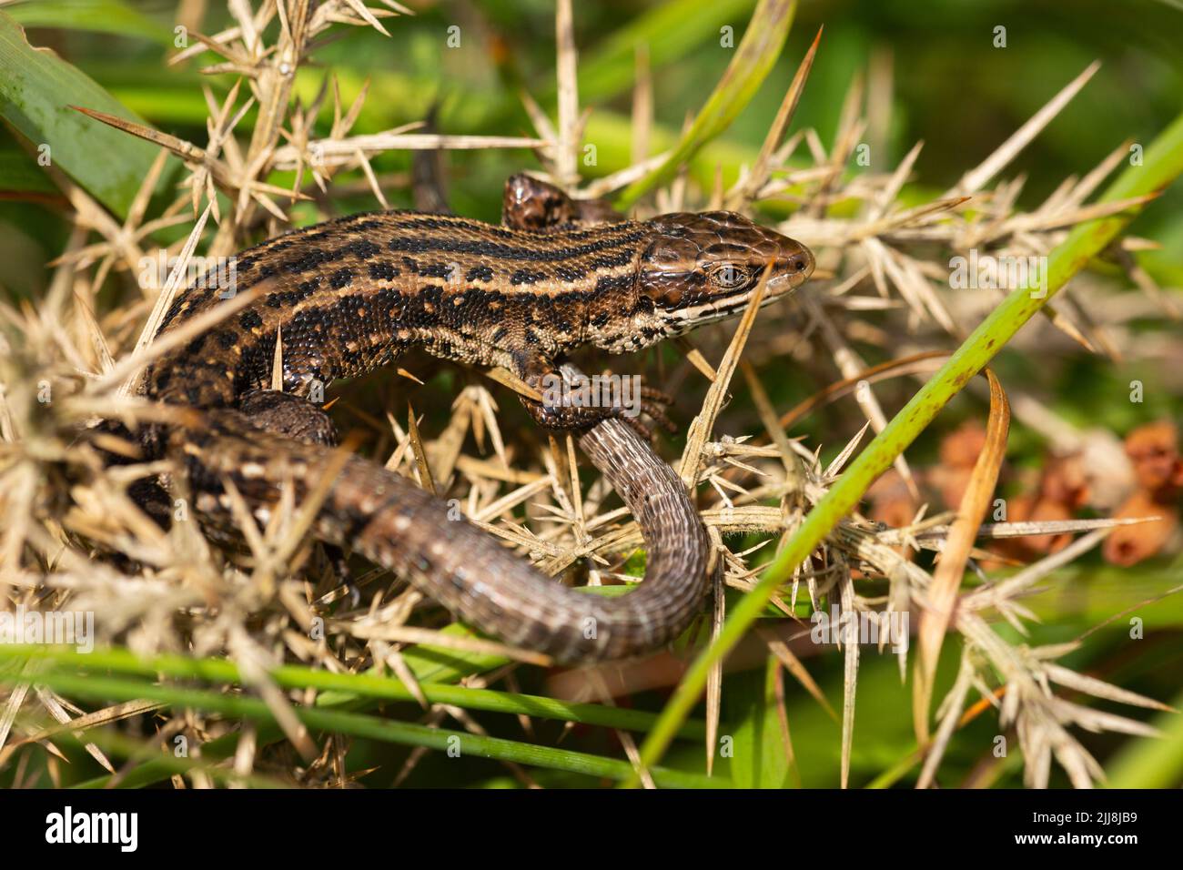 Viviparous lizard Zootoca vivipara, adult male, basking in sunshine ...