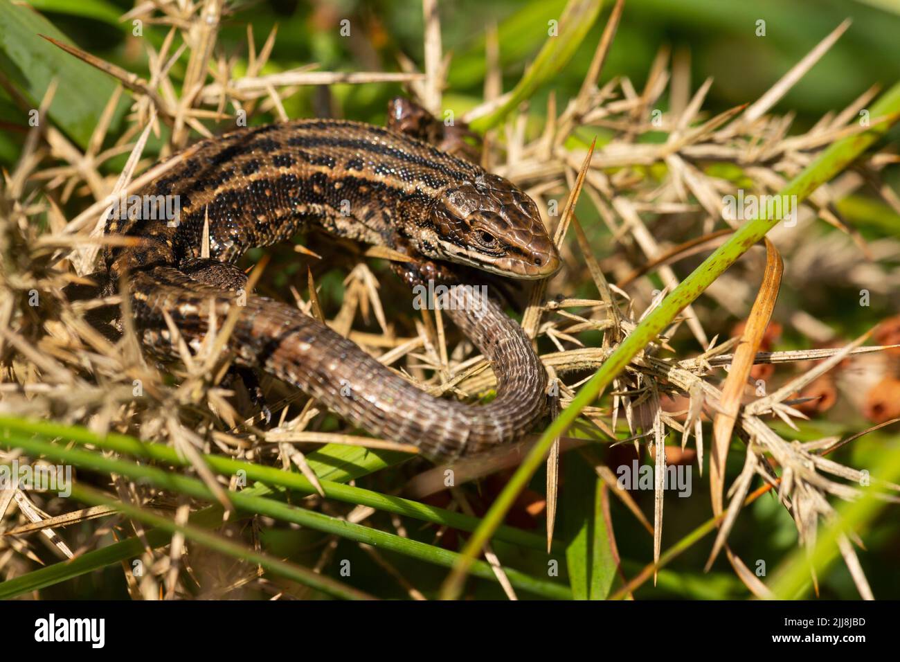 Viviparous lizard Zootoca vivipara, adult male, basking in sunshine ...