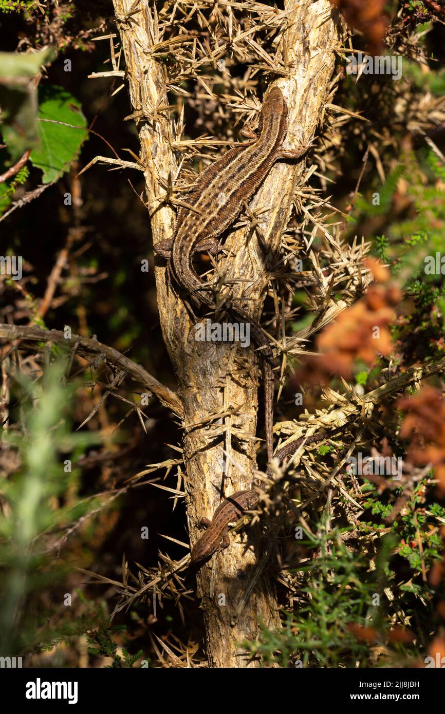 Viviparous lizard Zootoca vivipara, adult & immature male, basking in ...