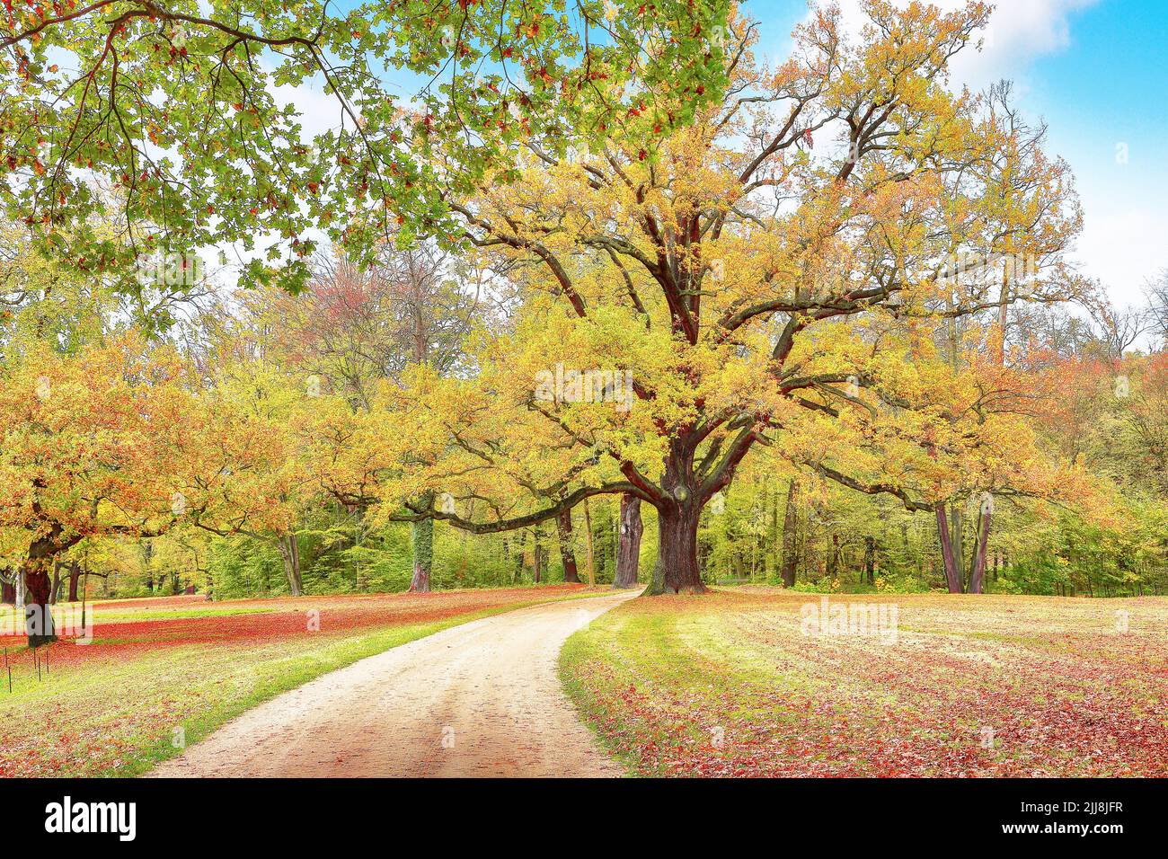 Breathtaking autumn landscape with old oak trees in Muskau Park. UNESCO ...