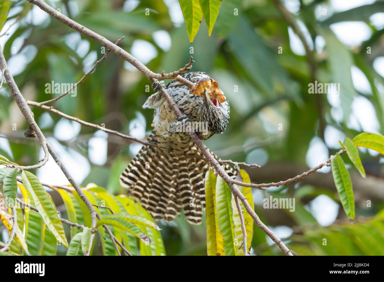 Asian koel Eudynamys scolopacea, adult female, feeding on fruits ...