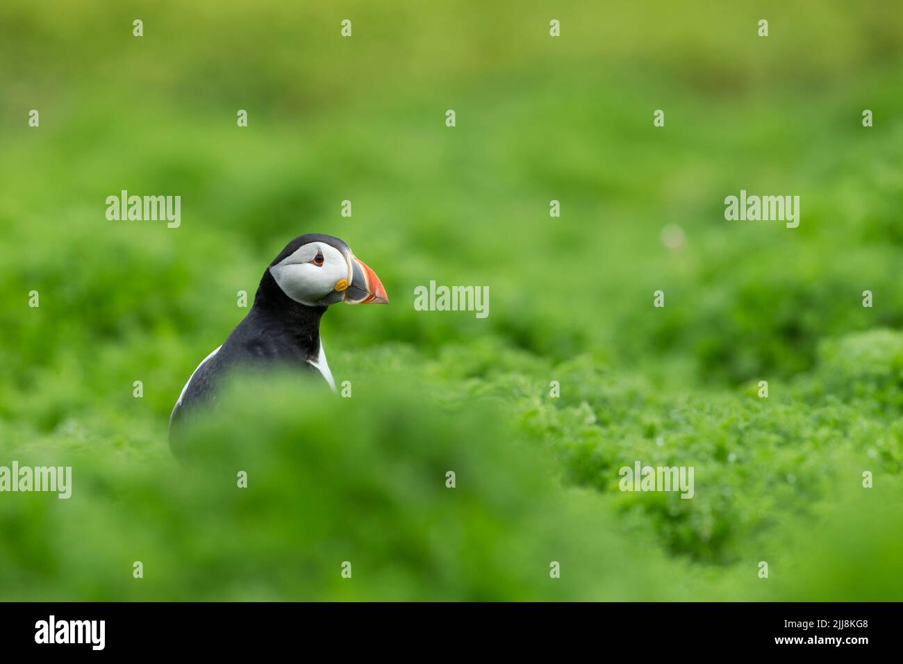 Atlantic puffin Fratercula arctica, adult, amongst vegetaion, Skomer ...