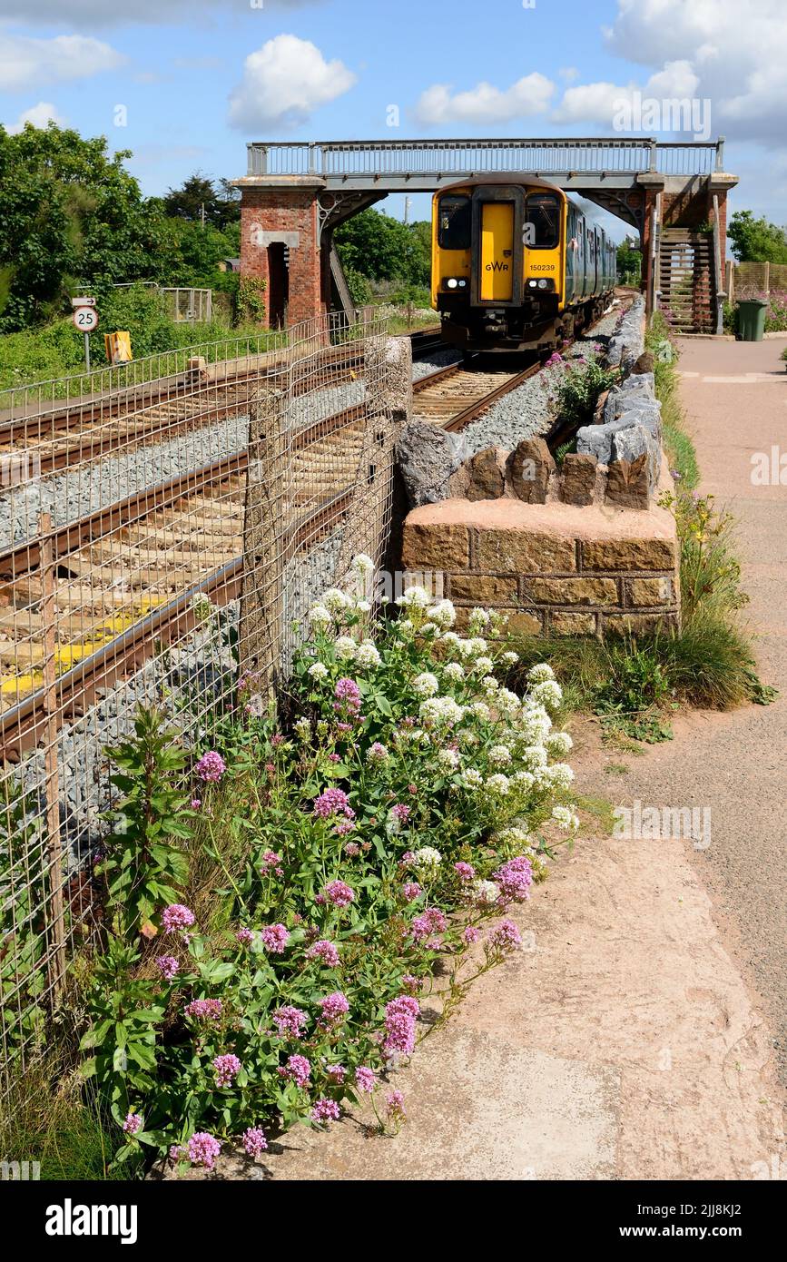 Red valerian growing beside the railway as a local train leaves Dawlish ...