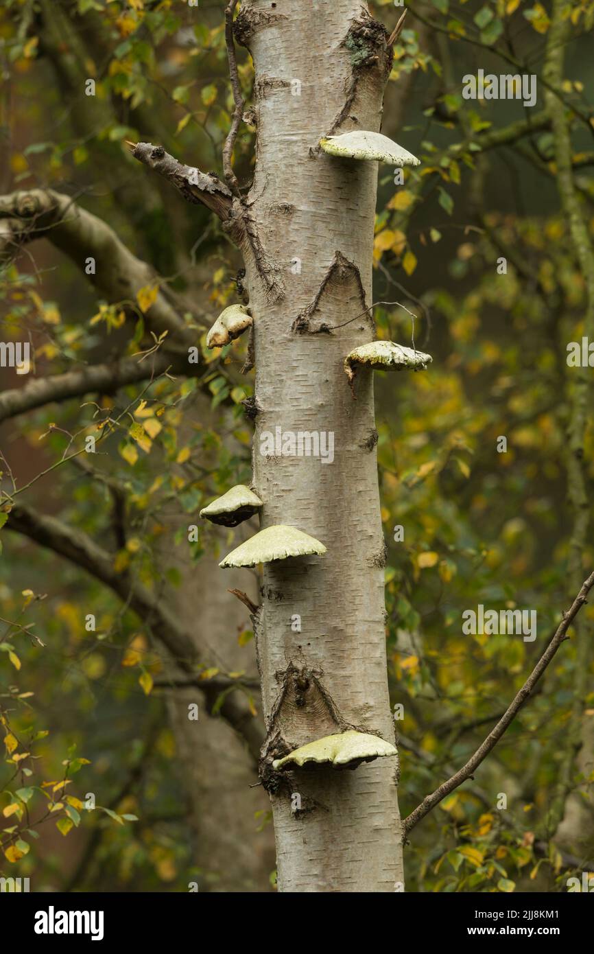 Birch polypore Fomitopsis betulina, bracket fungus attached to Silver ...