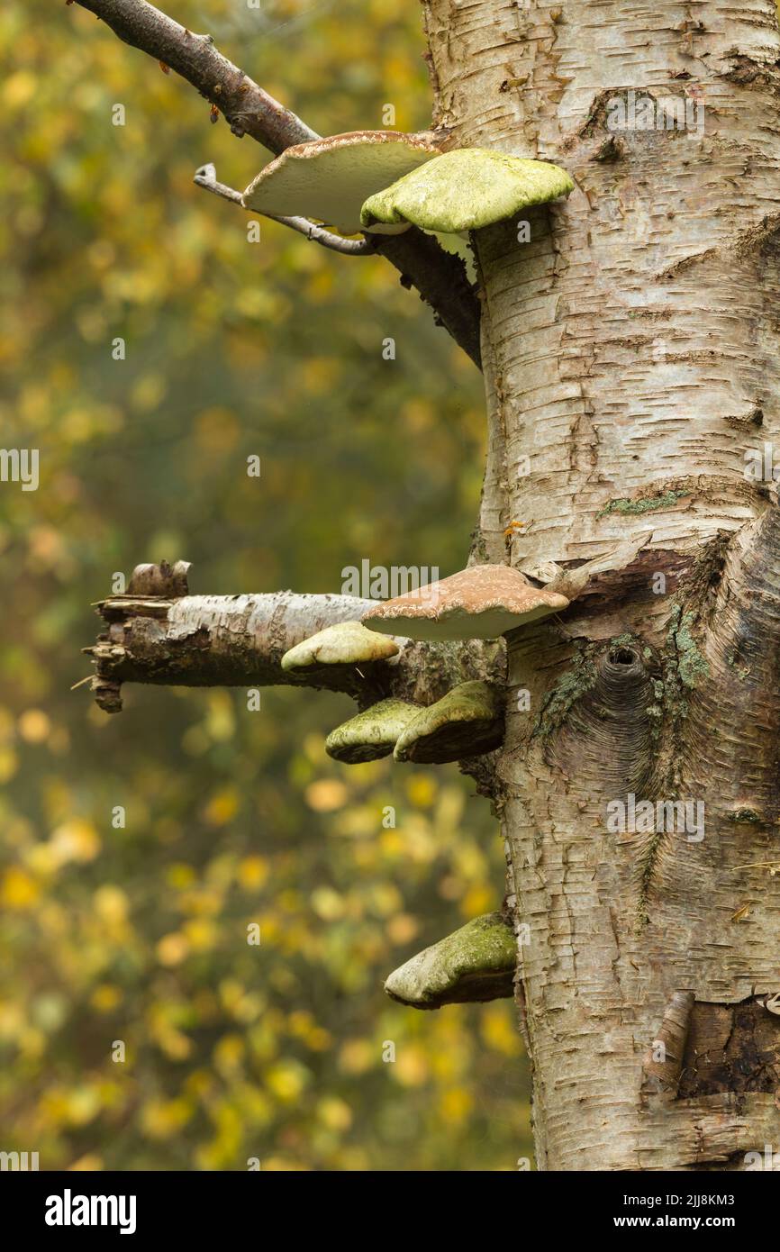 Birch polypore Fomitopsis betulina, bracket fungus attached to Silver ...