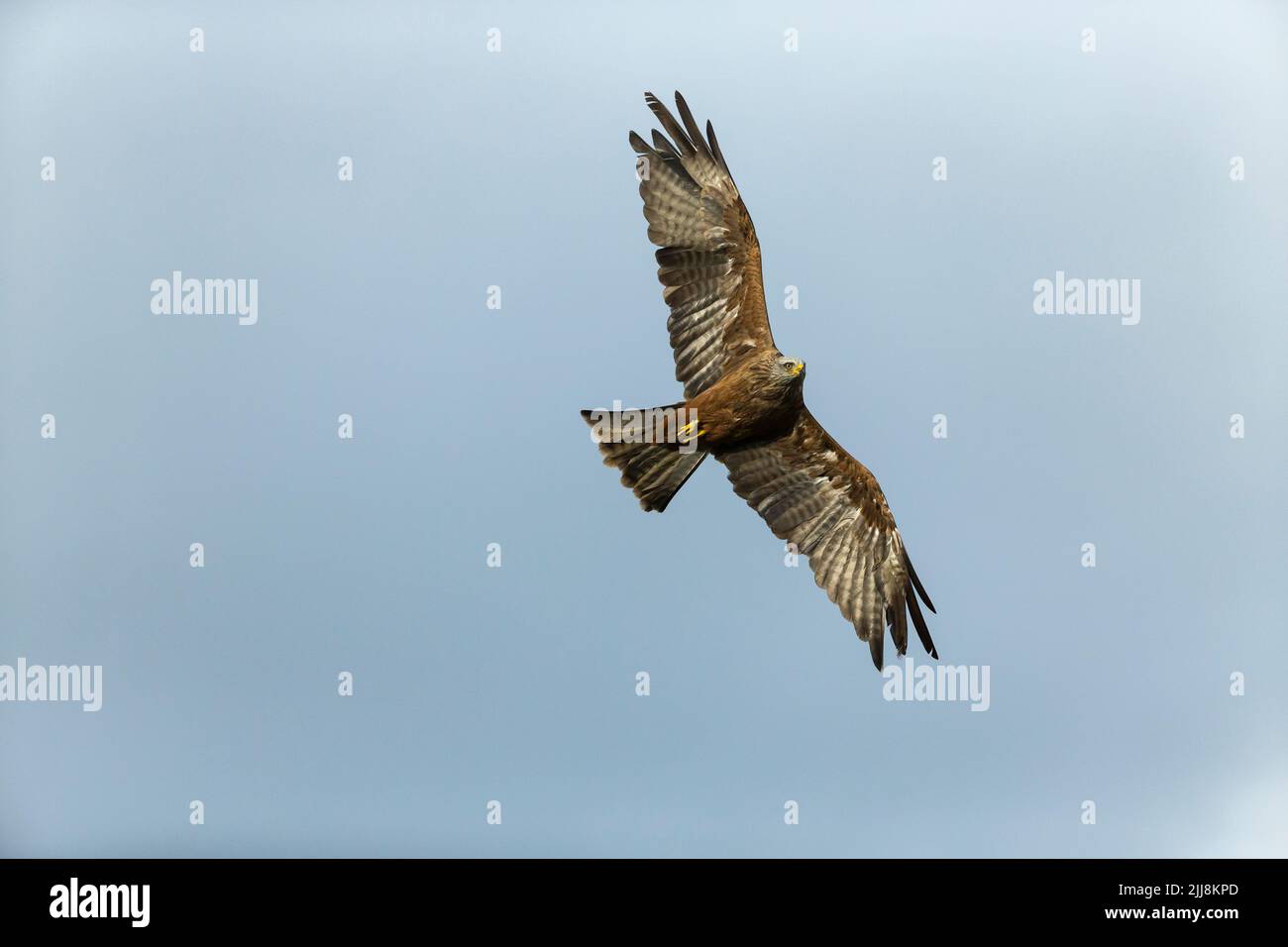 Black kite Milvus migrans (captive), in flight, Hawk Conservancy Trust ...