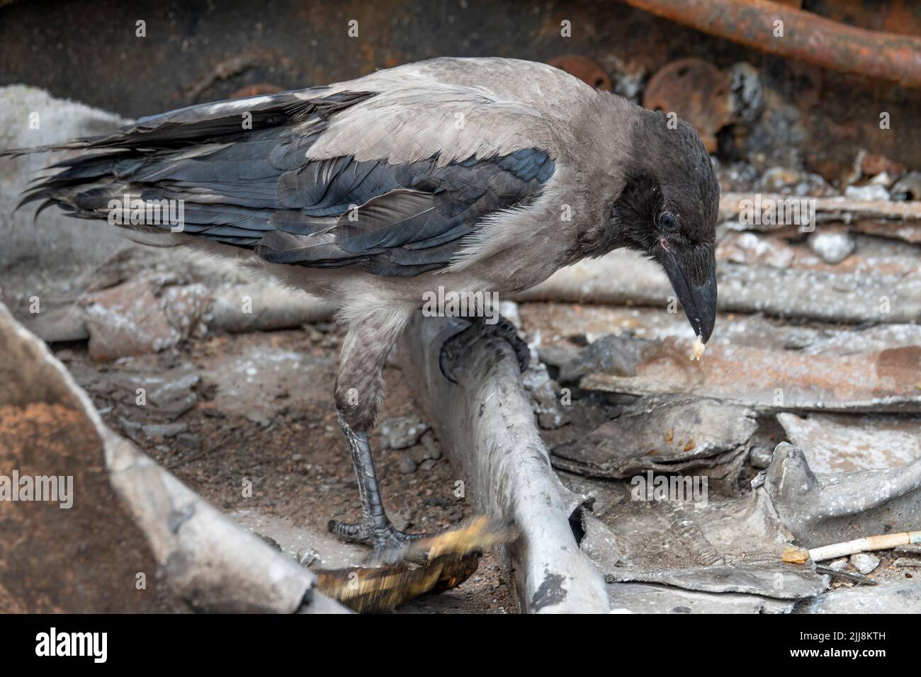 Crow on the rusty remains of russian tank in Ukraine. Russian ukrainian ...
