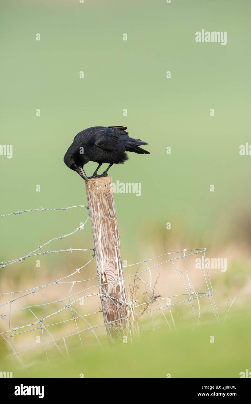 Avebury wiltshire crow hi-res stock photography and images - Alamy