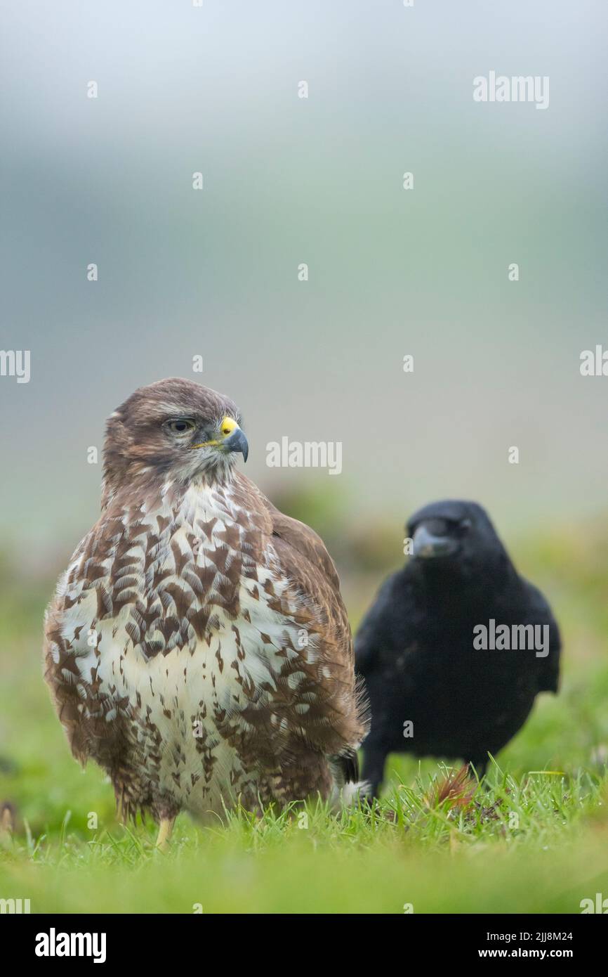 Common buzzard Buteo buteo, profile, with Carrion crow Corvus corone in ...
