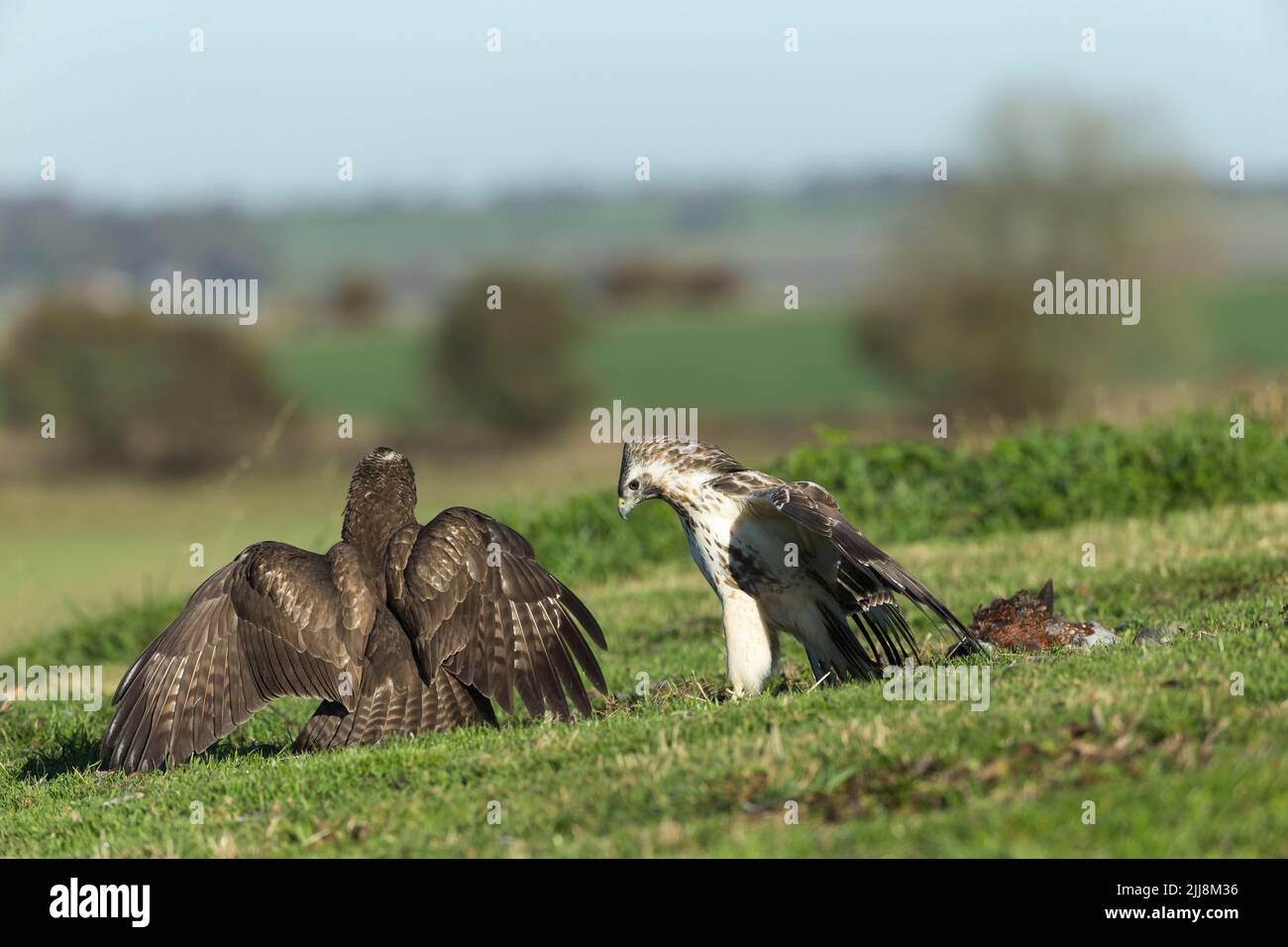 Common buzzard Buteo buteo, pair sparring over Common pheasant ...