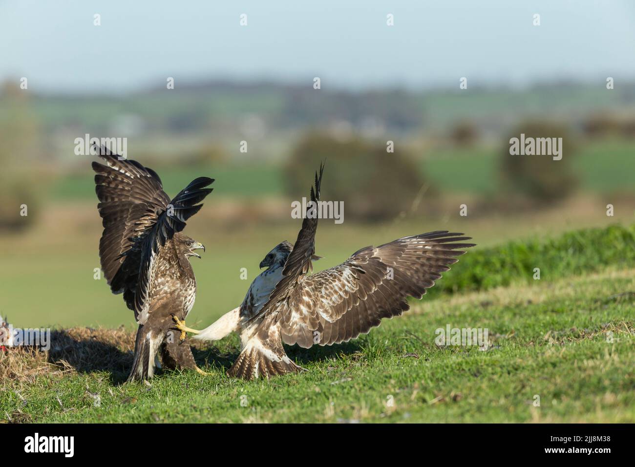 Mobbing bird uk hi-res stock photography and images - Alamy