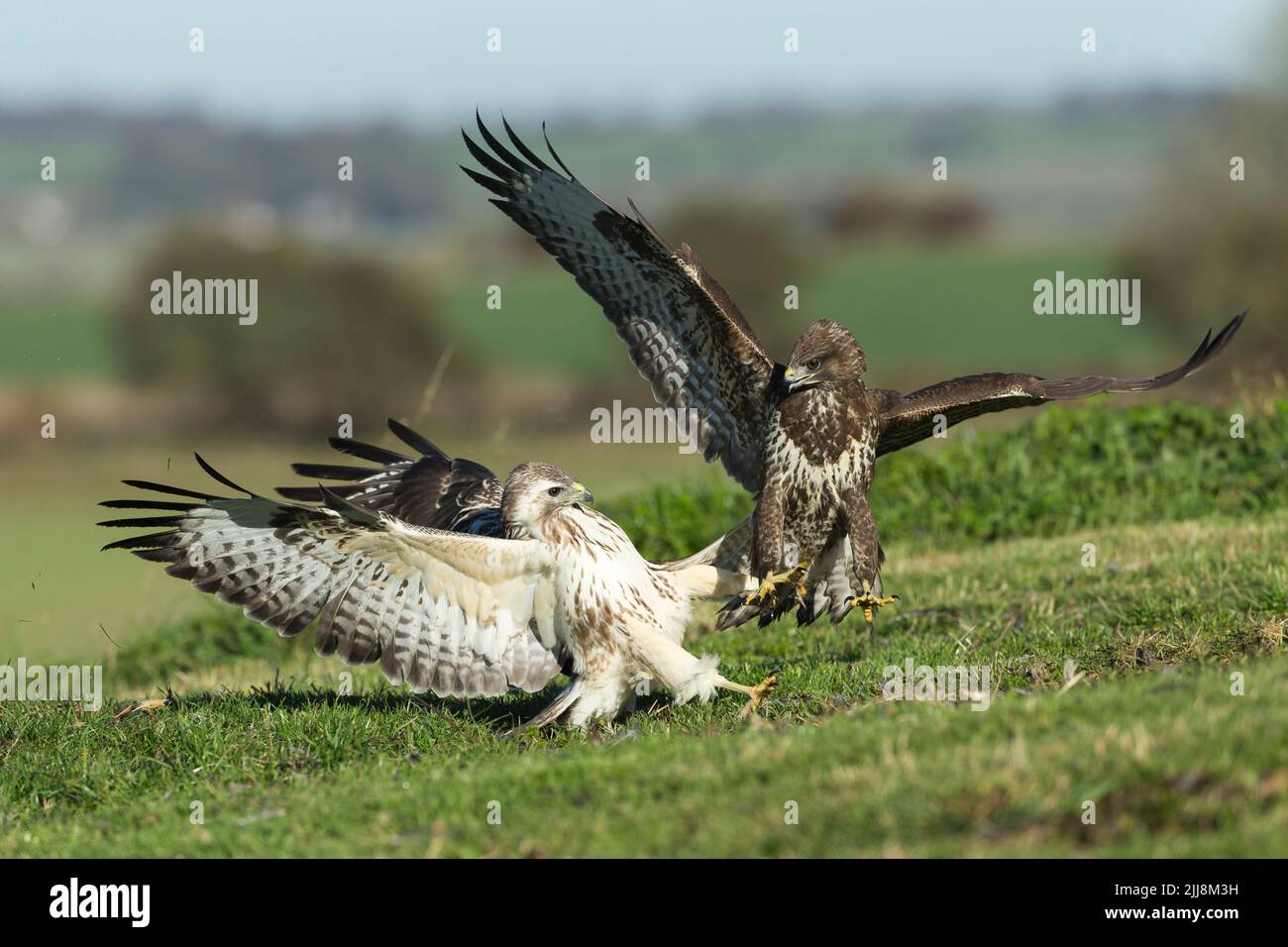 Pheasant claws hi-res stock photography and images - Alamy