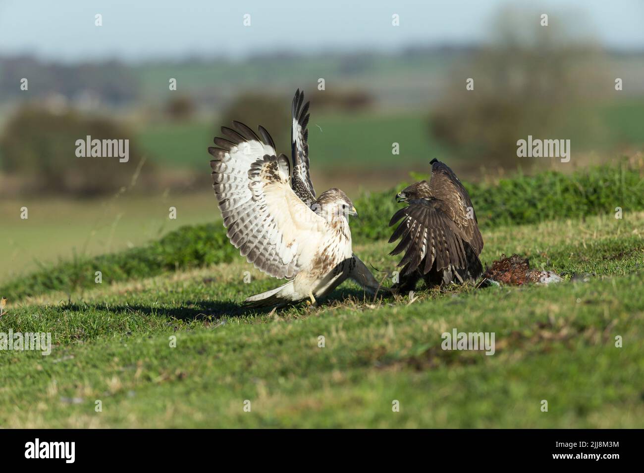 Cock pheasant sparring Stock Photo - Alamy