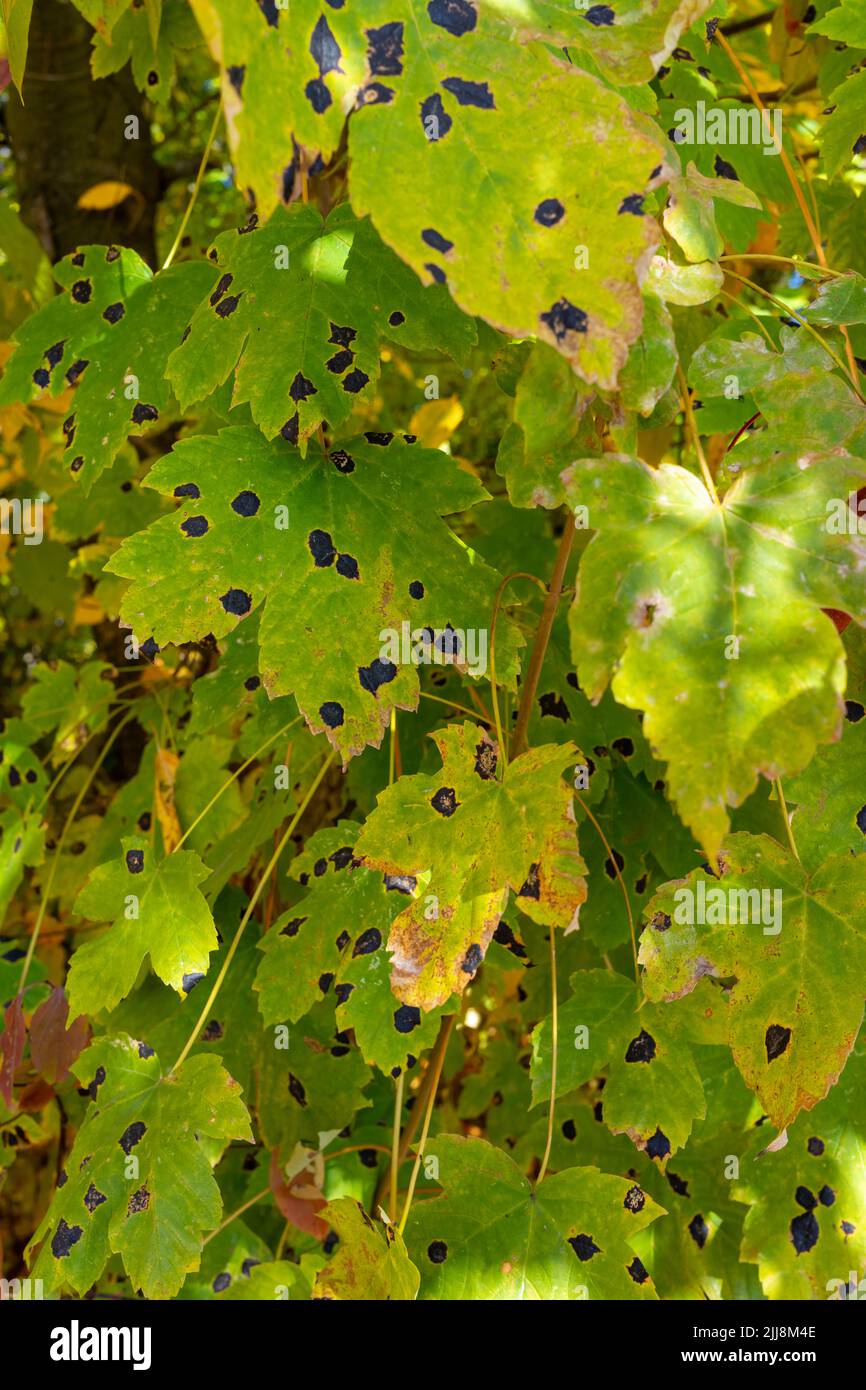 Green leaves of wild grapes are damaged by black spots Stock Photo - Alamy
