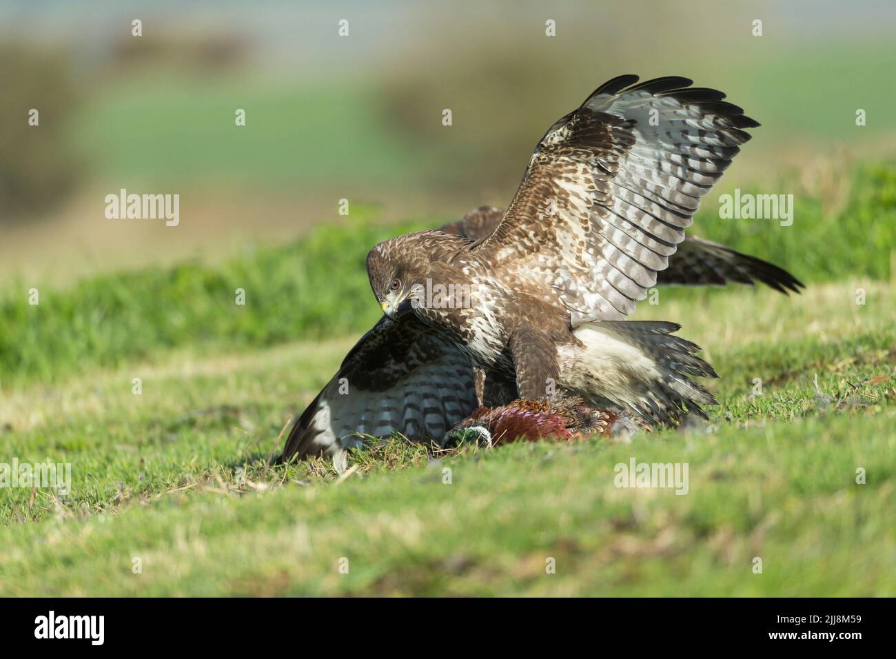 Common buzzard Buteo buteo, mantling Common pheasant Phasianus ...
