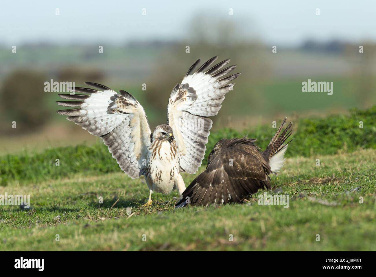 Common buzzard Buteo buteo, mantling and confrontational wing display ...