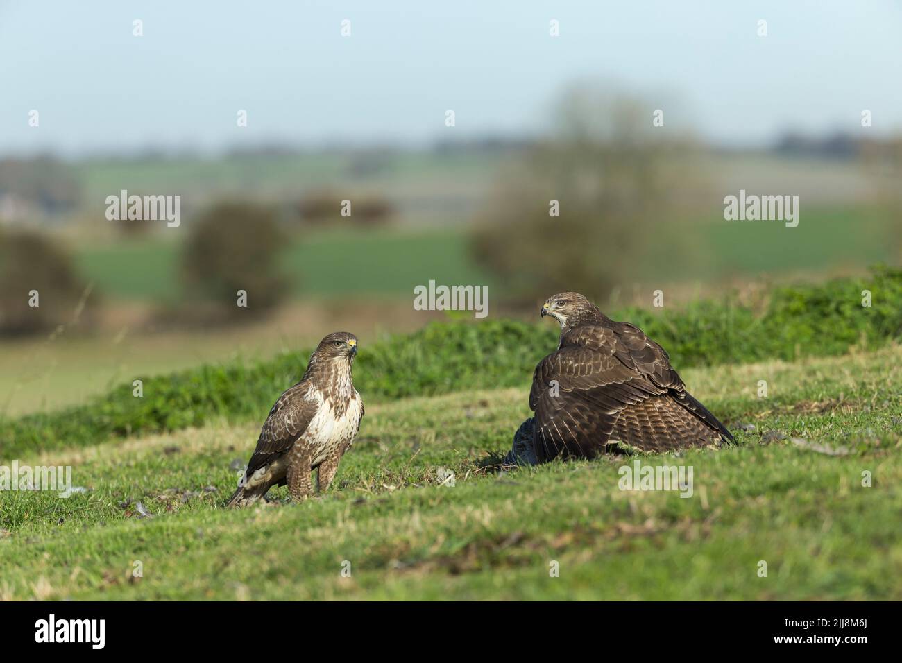 Common buzzard Buteo buteo, mantling Common pheasant Phasianus ...