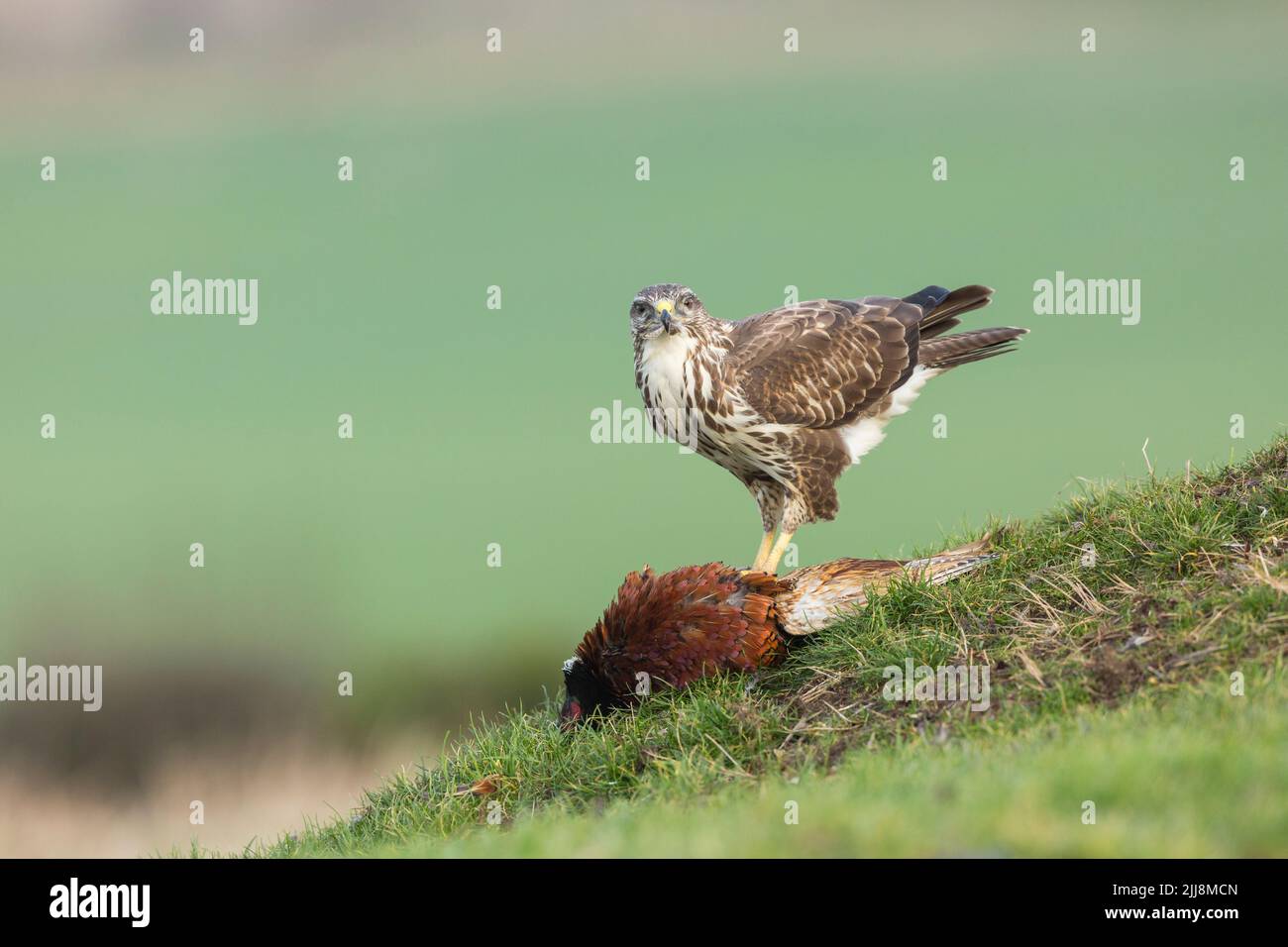 Common buzzard Buteo buteo, feeding on male Common pheasant Phasianus ...