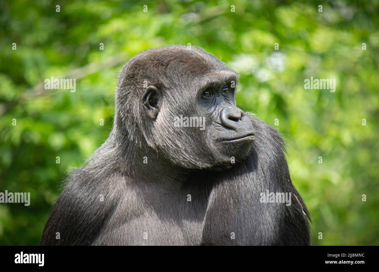 Harambe the gorilla hi-res stock photography and images - Alamy