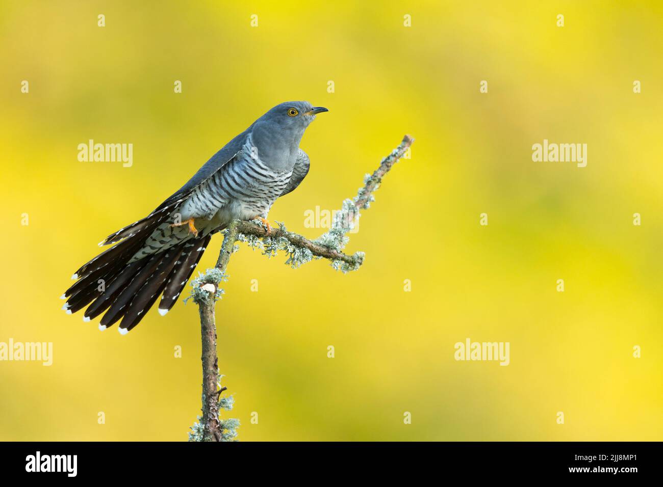 Common cuckoo Cuculus canorus, adult male, perched, Thursley Common ...