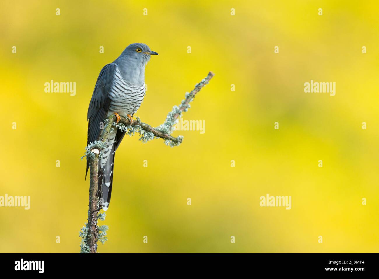 Common cuckoo Cuculus canorus, adult male, perched, Thursley Common ...
