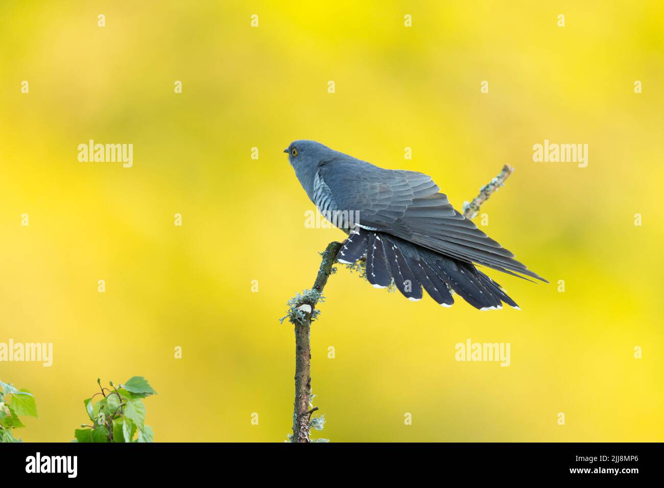 Common cuckoo Cuculus canorus, adult male, perched, Thursley Common ...