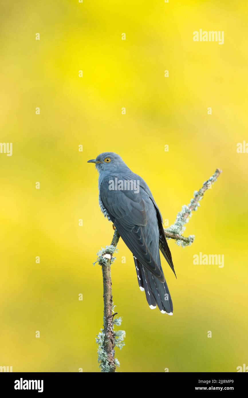 Common cuckoo Cuculus canorus, adult male, perched, Thursley Common ...