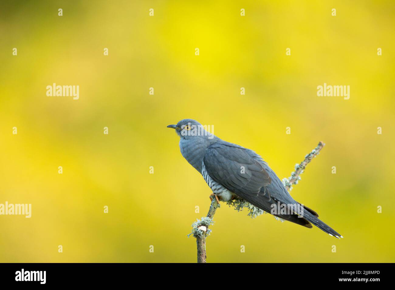 Common cuckoo Cuculus canorus, adult male, perched, Thursley Common ...