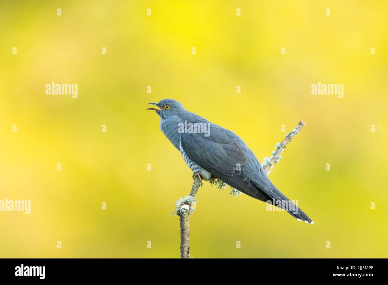 Common cuckoo Cuculus canorus, adult male, perched, Thursley Common ...
