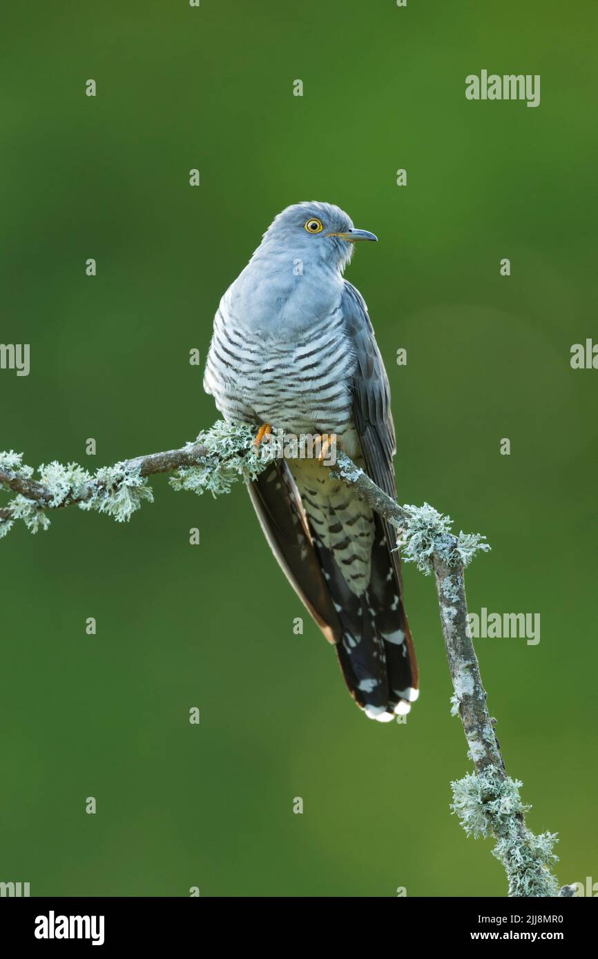 Common cuckoo Cuculus canorus, adult male, perched, Thursley Common ...