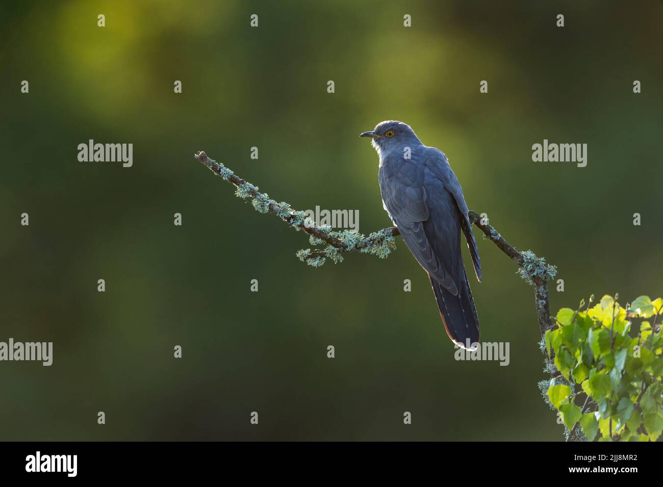 Common cuckoo Cuculus canorus, adult male, perched, Thursley Common ...