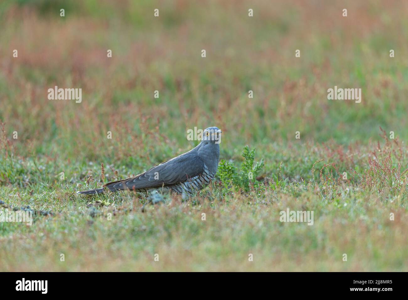 Common cuckoo Cuculus canorus, adult male, on ground, Thursley Common ...