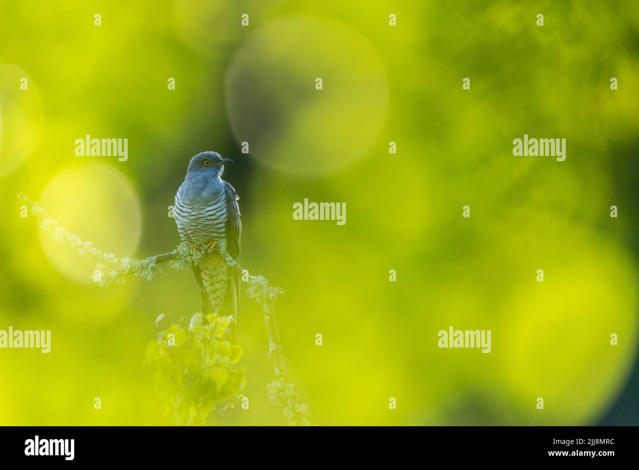Common cuckoo Cuculus canorus, adult male, perched, Thursley Common ...