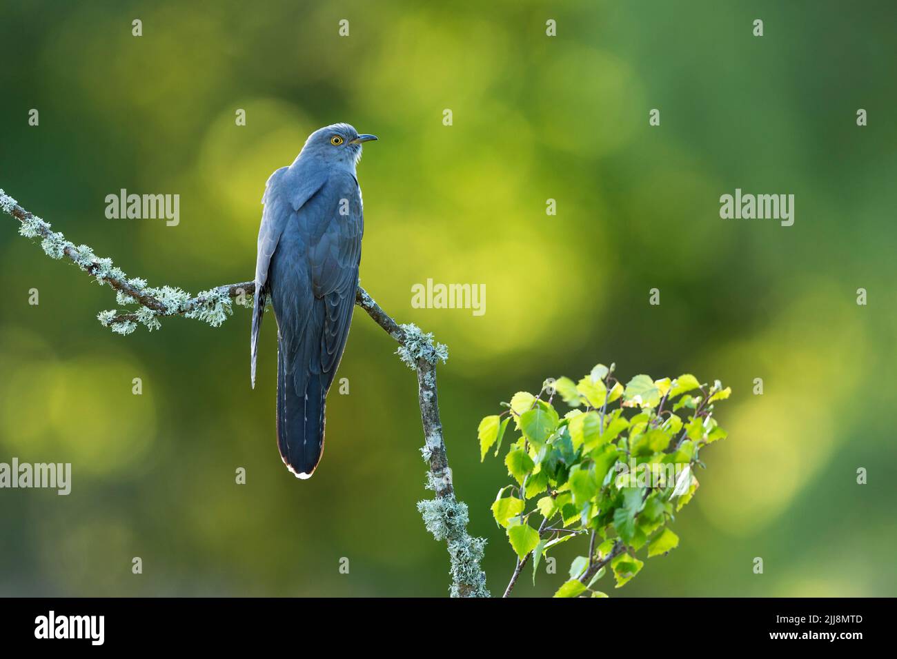 Common cuckoo Cuculus canorus, adult male, perched, Thursley Common ...