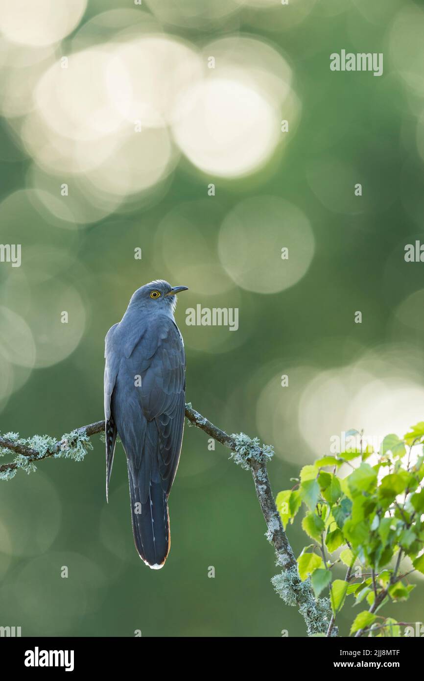 Common cuckoo Cuculus canorus, adult male, perched, Thursley Common ...