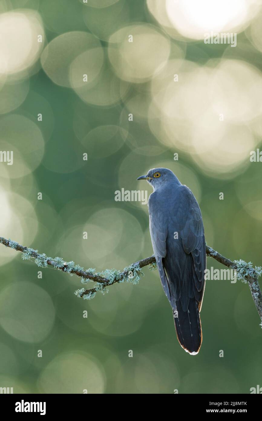 Common cuckoo Cuculus canorus, adult male, perched, Thursley Common ...