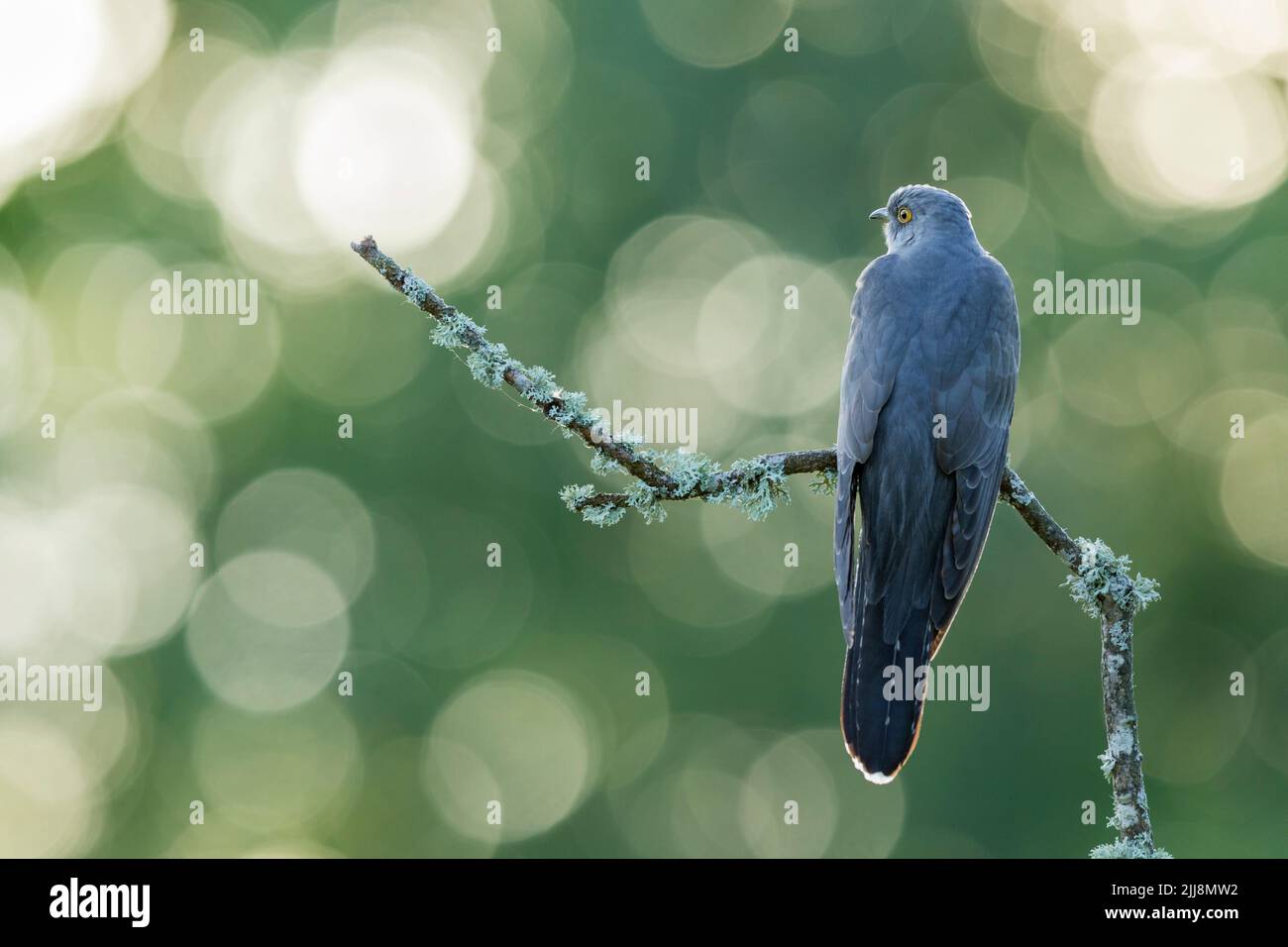 Common cuckoo Cuculus canorus, adult male, perched, Thursley Common ...