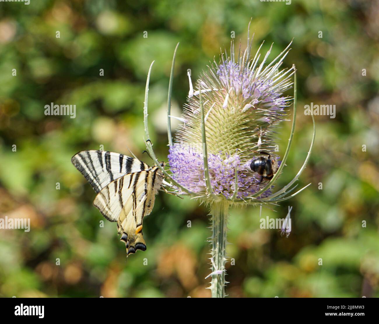 Striped butterfly hi-res stock photography and images - Alamy