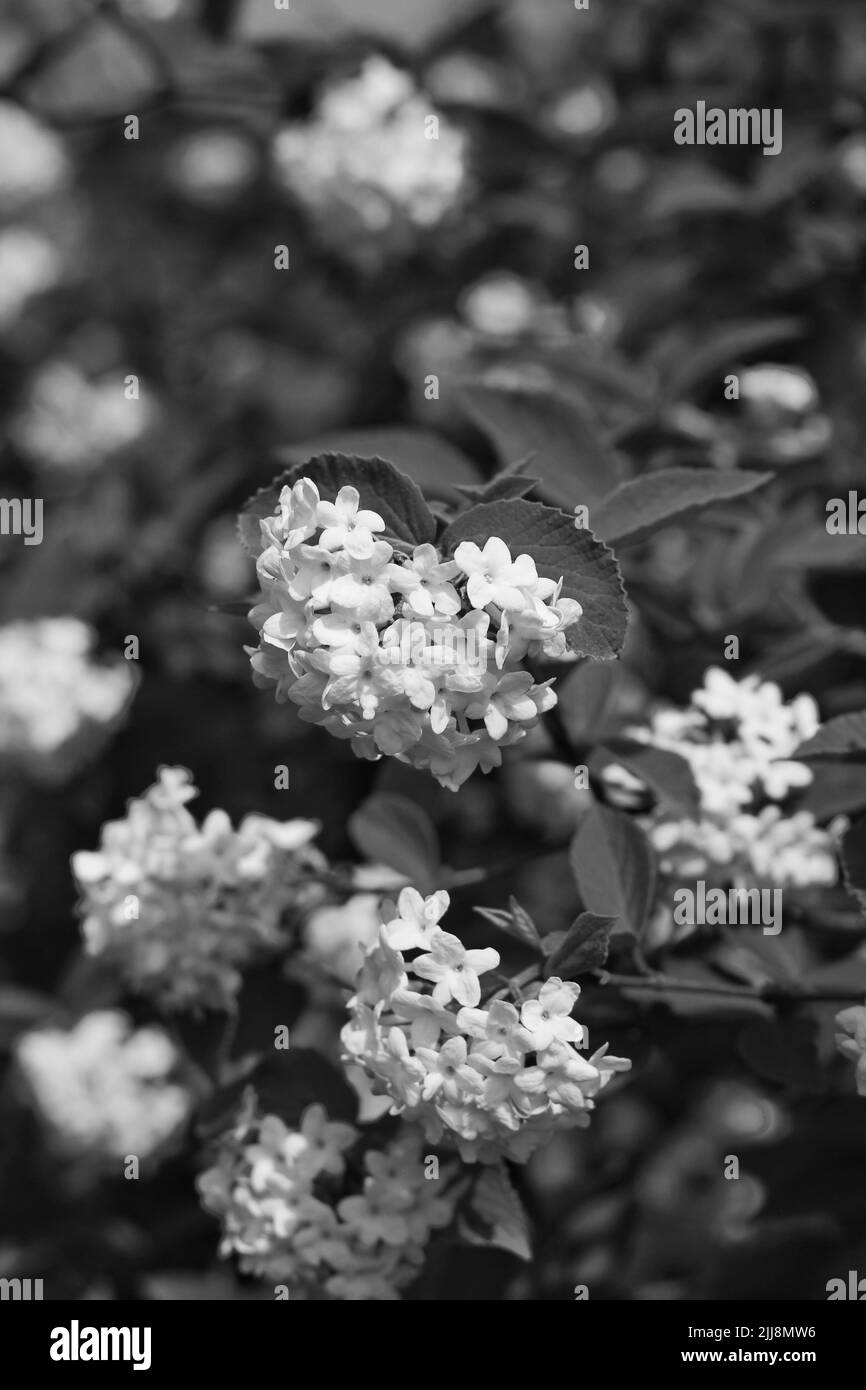 Beautiful spring flowers in full bloom growing in the sunny flower ...