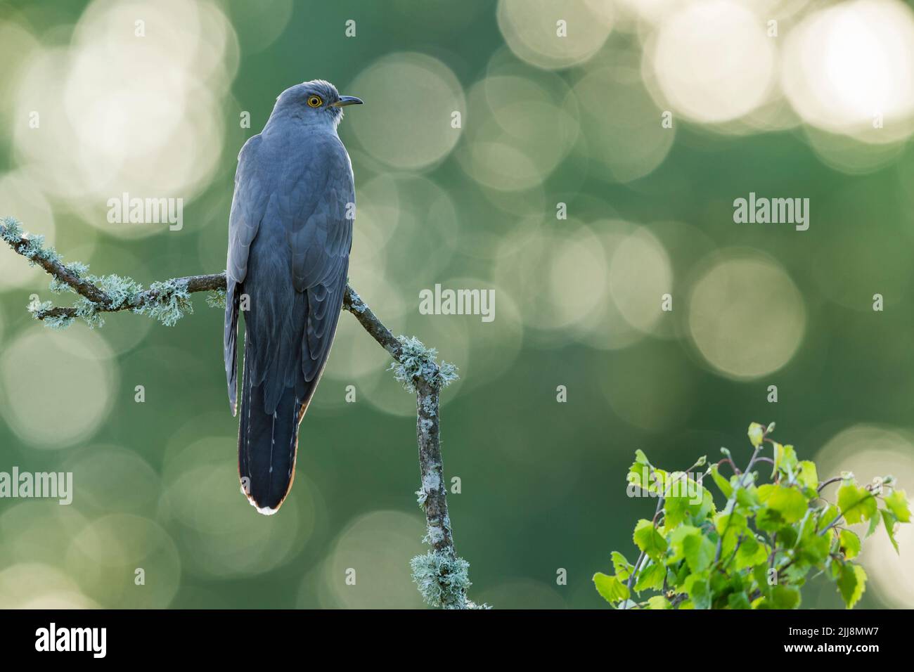 Thursley common sssi hi-res stock photography and images - Alamy