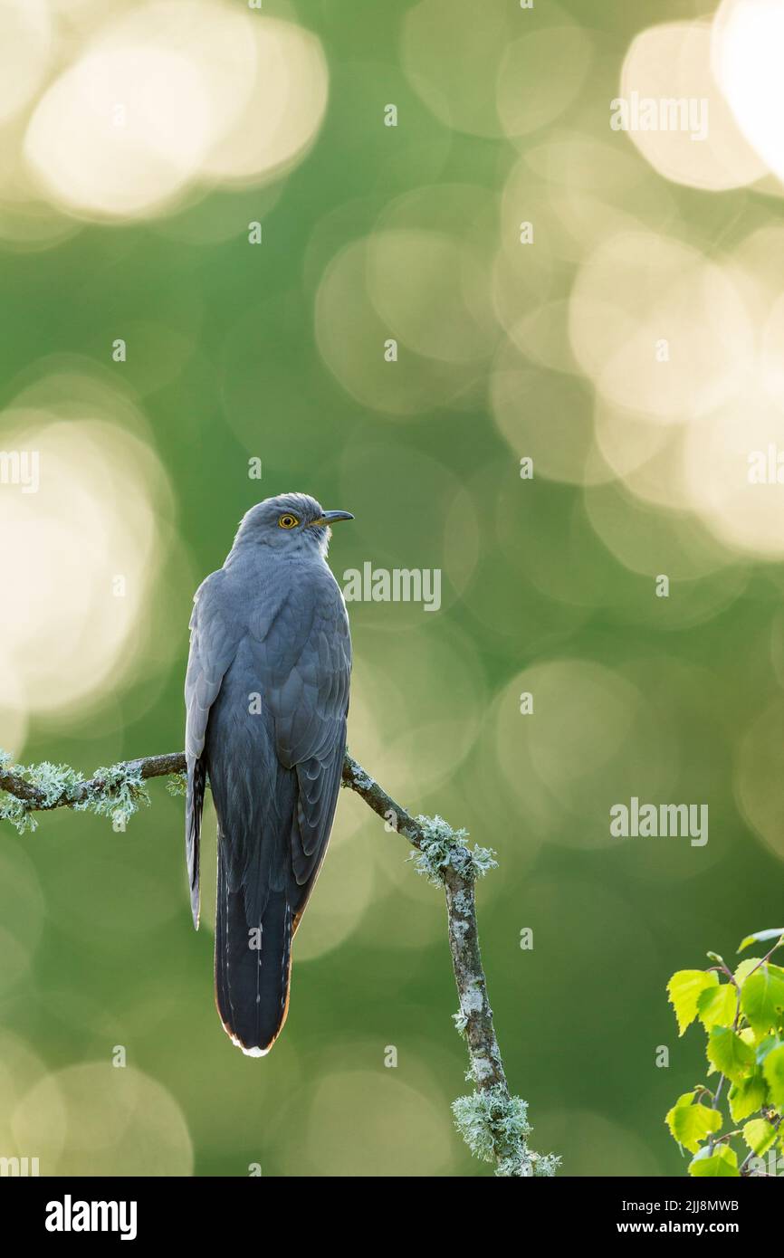 Common cuckoo Cuculus canorus, adult male, perched, Thursley Common ...