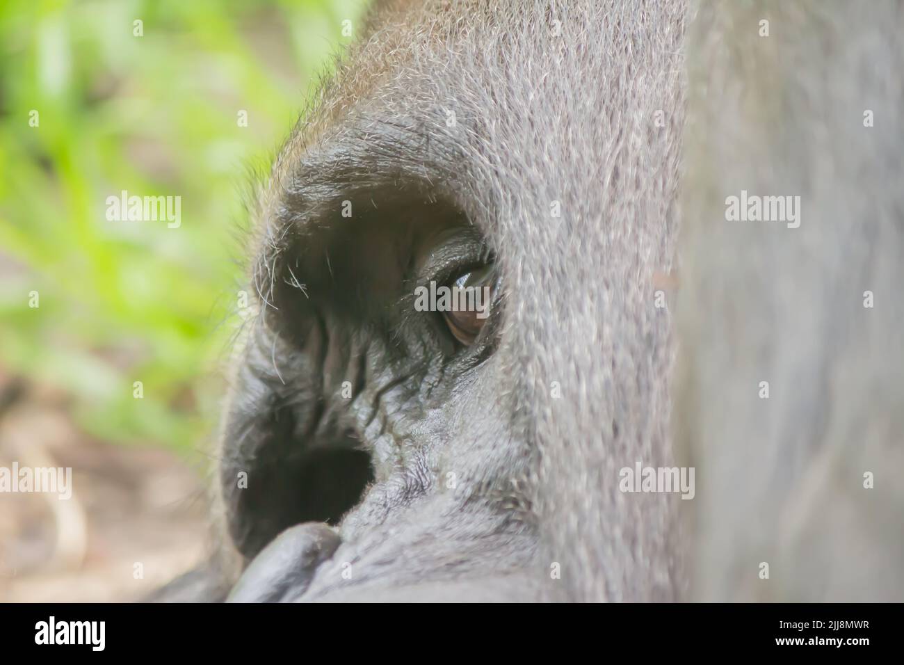 Harambe the gorilla hi-res stock photography and images - Alamy