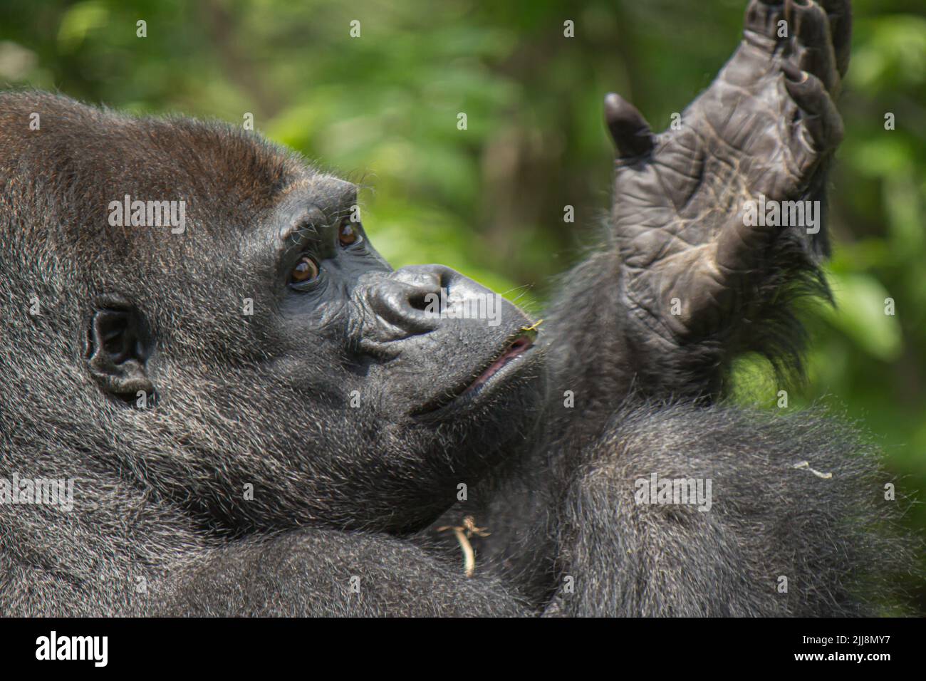 Gorilla palm close up hi-res stock photography and images - Alamy