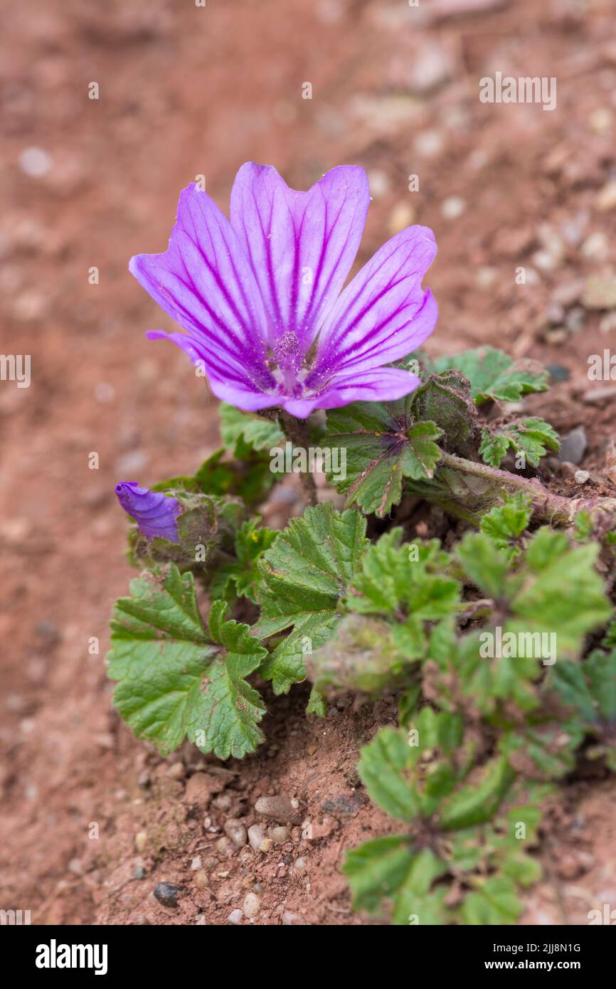 Ley plant hi-res stock photography and images - Alamy