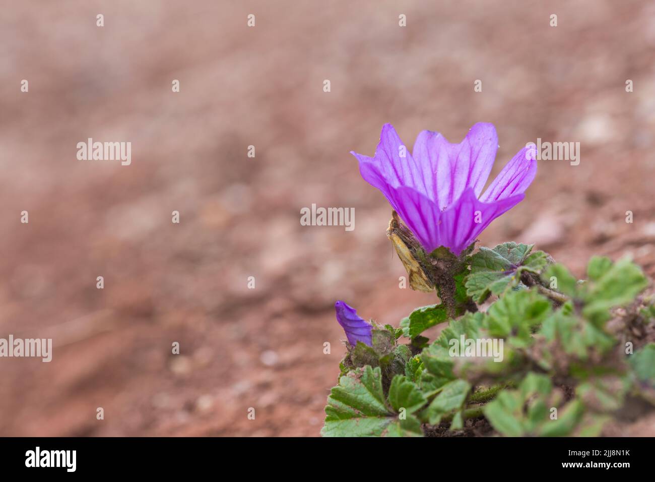 Common marrow Malva sylvestris, in flower with roosting Hook-marked ...