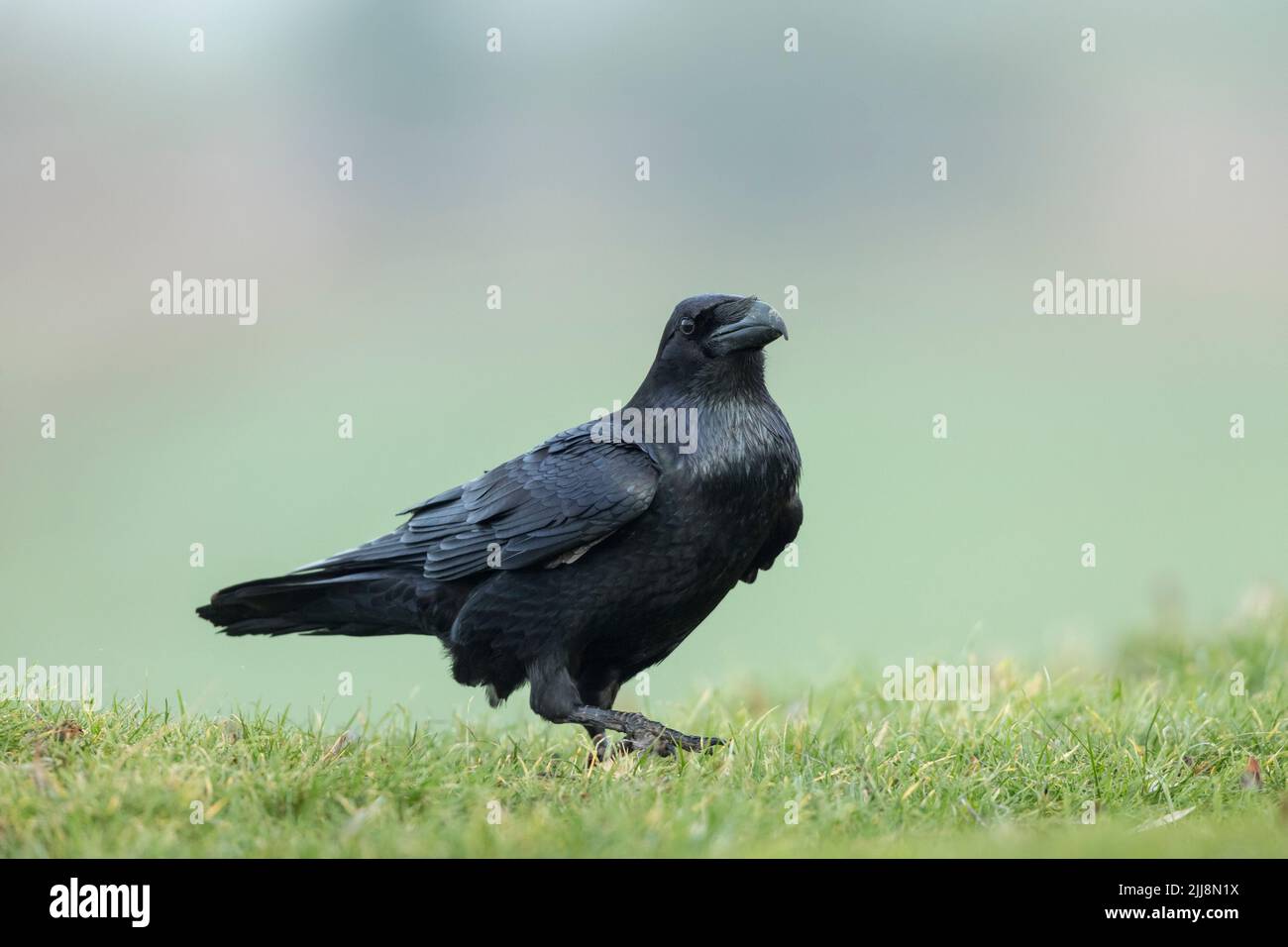 Common raven Corvus corax, adult, walking on the ground, Berwick ...