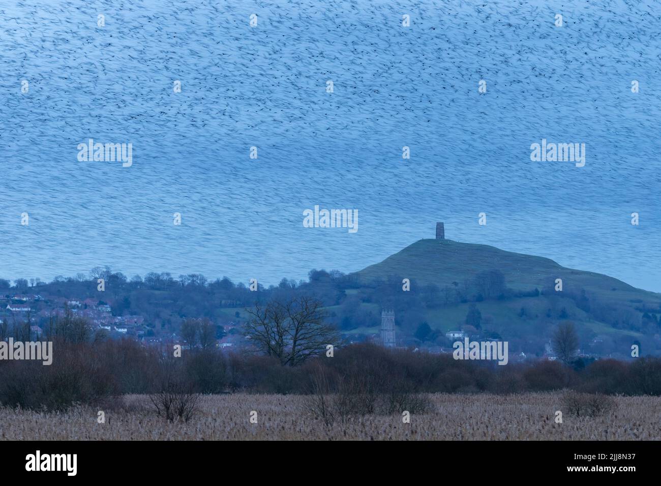 Common starling Sturnus vulgaris, flock in murmuration in front of ...