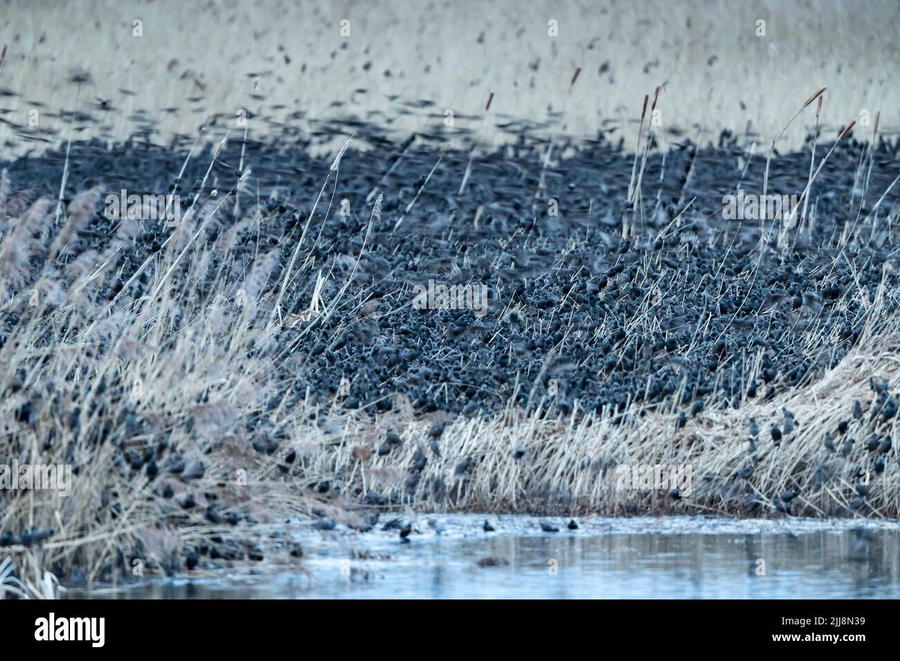Common starling Sturnus vulgaris, flock in murmuration, Ham Wall ...